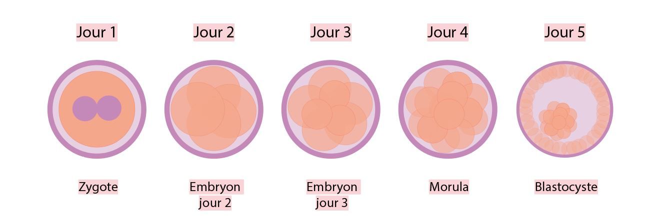 FIV et développement embryonnaire | Unilabs Fertilité